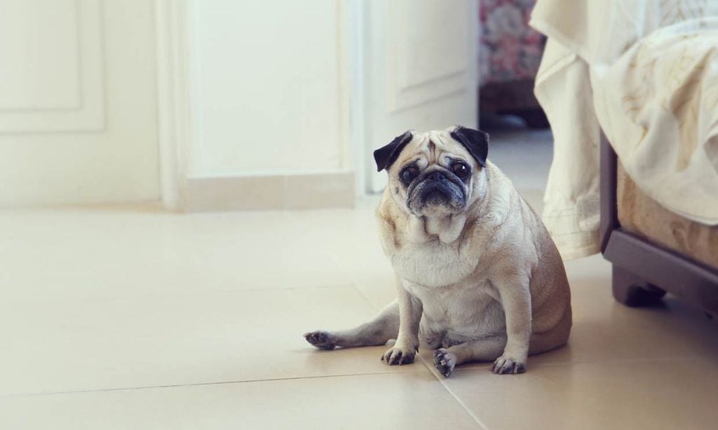 ¿Cómo saber si mi perro tiene obesidad?