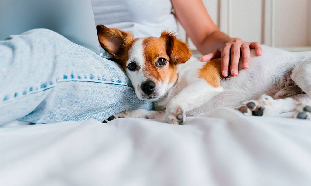 Como Tratas A Un Perro