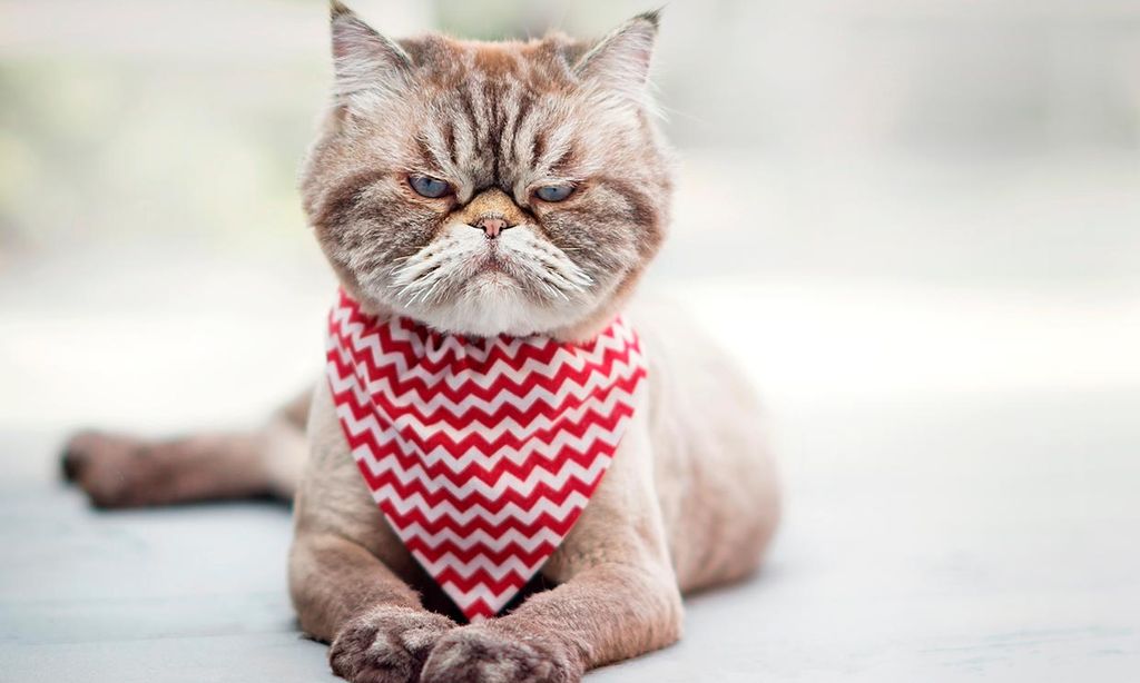 Consejos para llevarte bien con los gatos