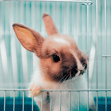 ¿Piensas en tener un conejo en casa? Revisa antes las ventajas y ...