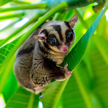 ¿Conoces al petauro del azúcar? Una mascota muy sociable y original ...