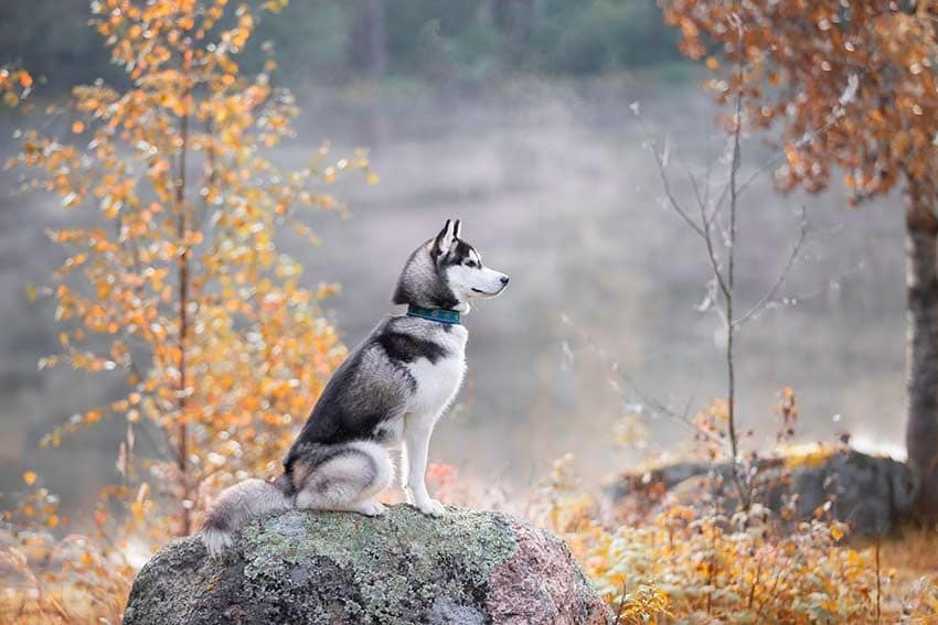 Son Husky Siberiano Mezclado Con Lobo