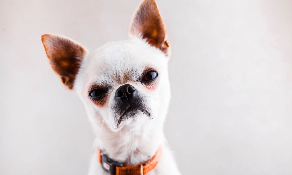 Cómo interpretar el lenguaje de tu perro