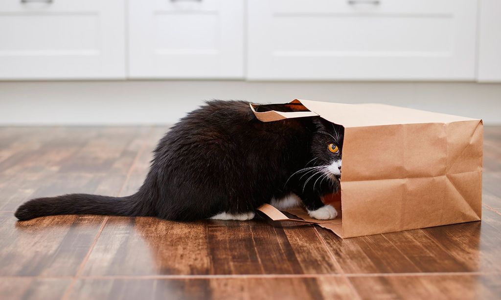 ¿Cómo saber si tu gato tiene estrés?