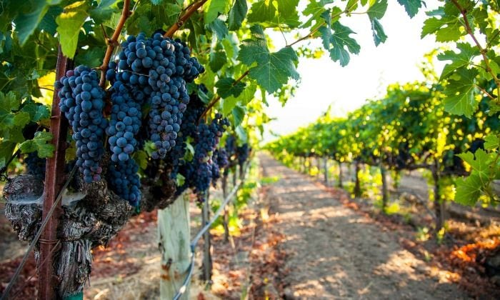 Cinco razones para casarse en un viñedo