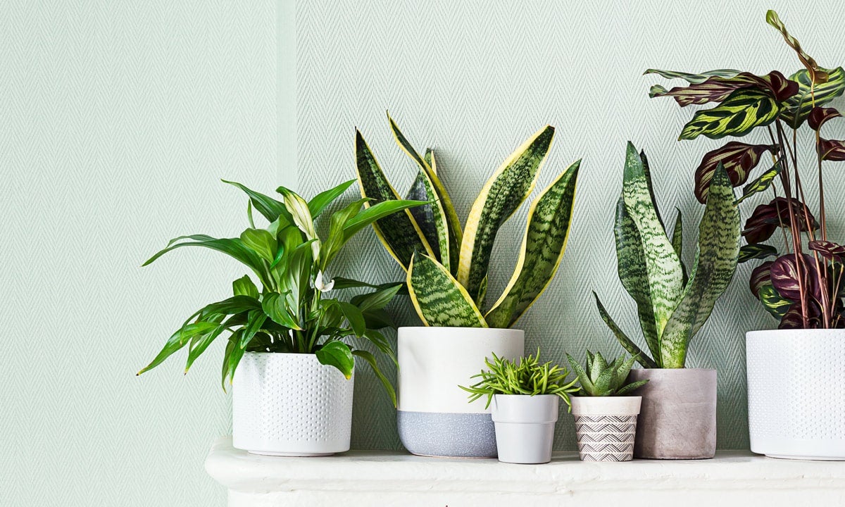 6 macetas de interior ideales para decorar tu hogar