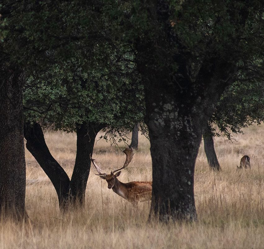 Cómo visitar el Palacio de El Pardo de Madrid