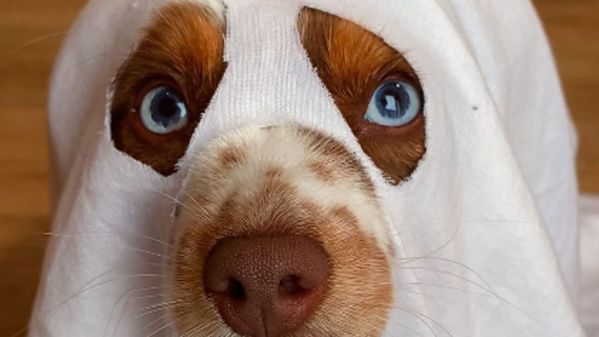 Pet of the week: This adorable dog is bringing the spooky vibes with ...