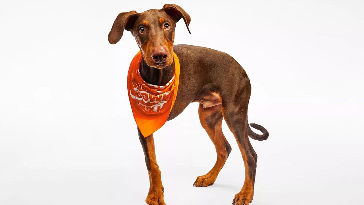 Meet the 11 special needs dogs competing in the Puppy Bowl