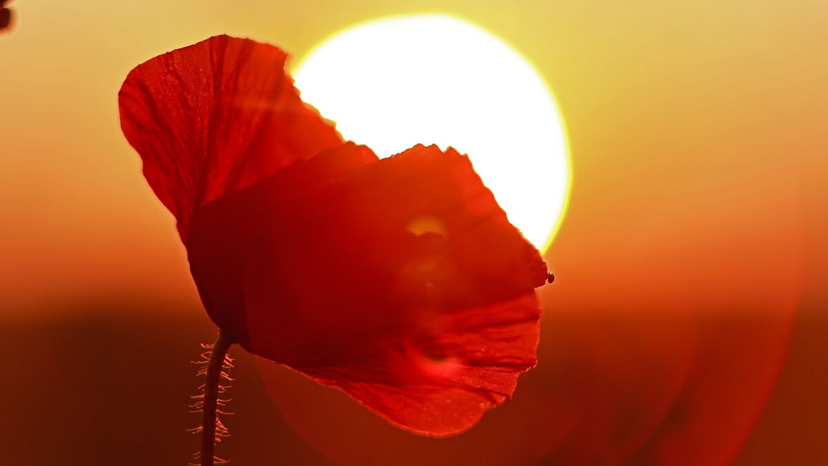 Solstice 2024: A celestial event marking the change of seasons