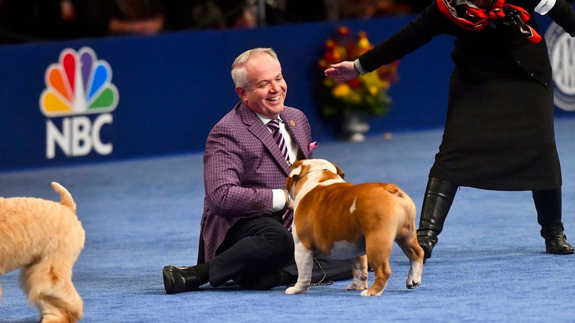 Everything you need to know about the National Dog Show.