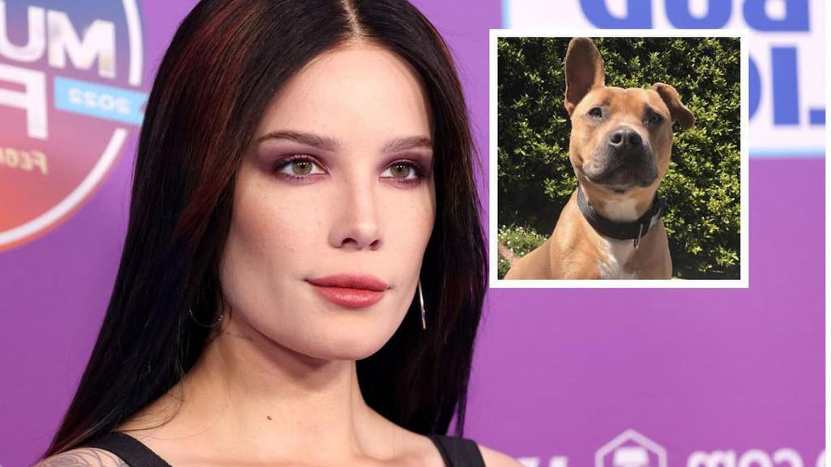 Halsey mourns death of dog in heartbreaking message: ‘I knew it would ...