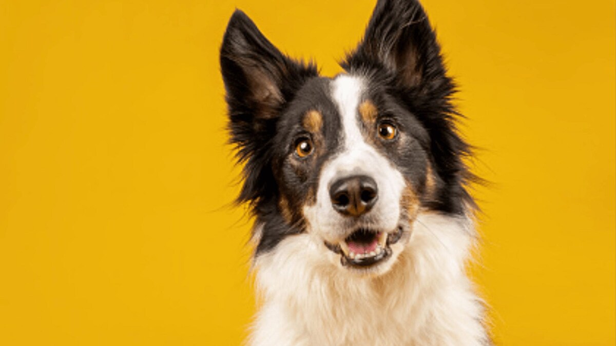 Is your dog bilingual? New study reveals your dog can recognize ...