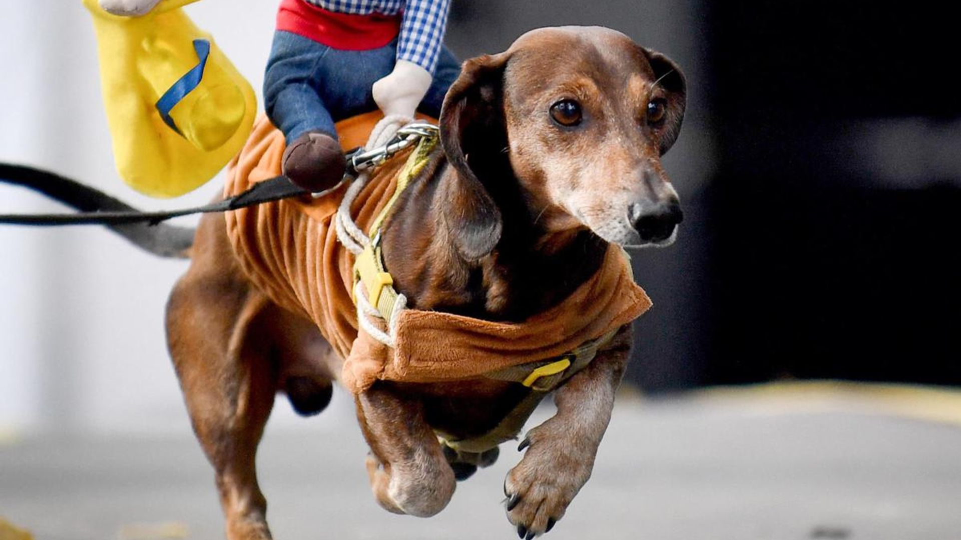 Pet of the week: 150 wiener dogs arrived to Key West for ‘Wienerpalooza ...