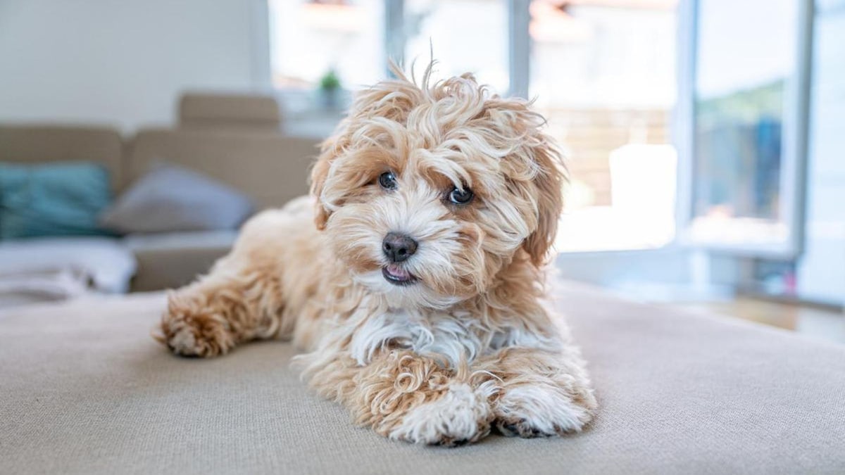 Meet the Maltipoo: All about one of the most adorable breeds of small dog