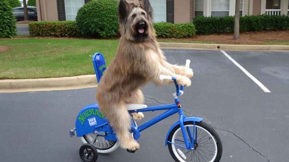 Pet of the week: Remembering Norman, the fastest scooter dog