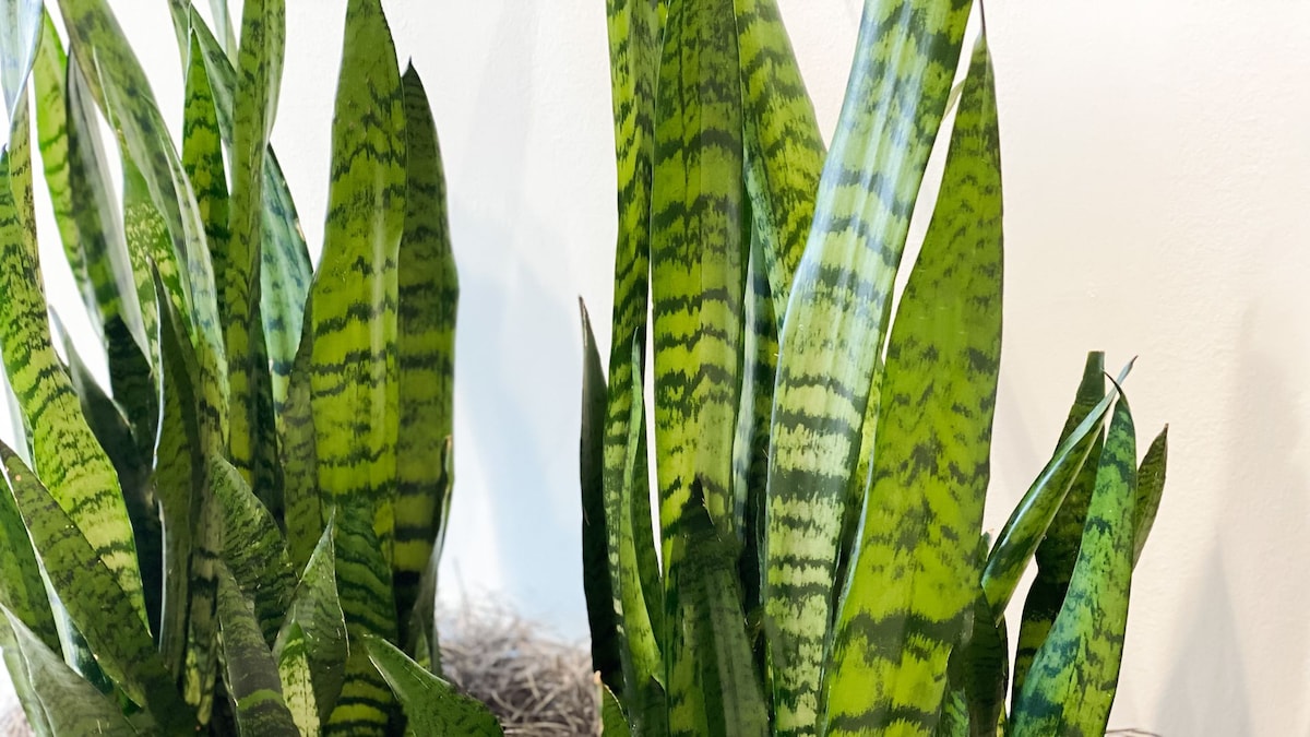 Snake plant care and benefits: The Ultimate guide