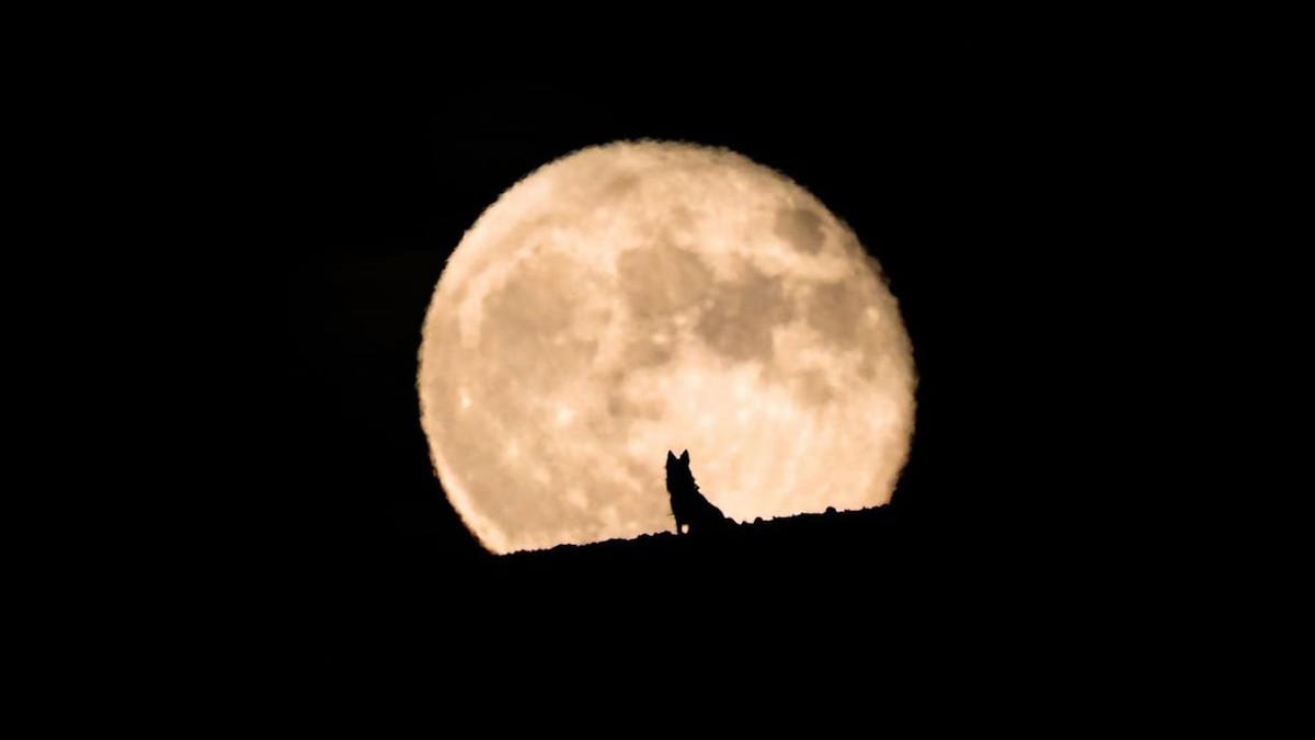 The Wolf Moon is this week — Here’s what you should know