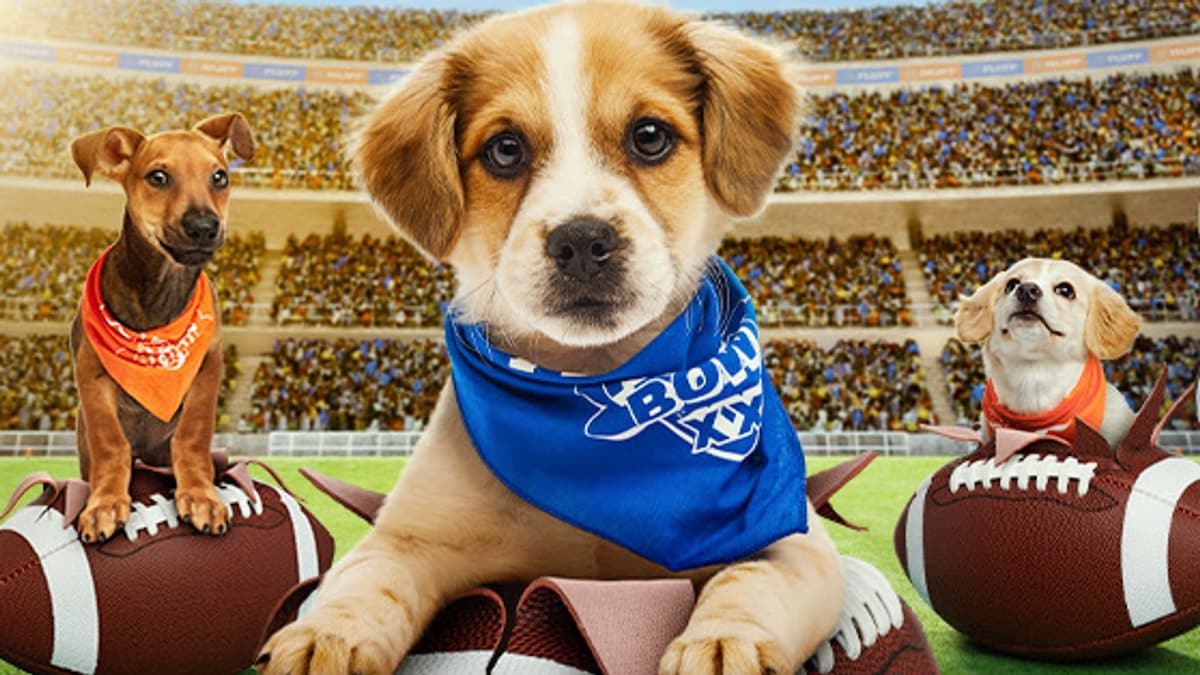 Puppy Bowl 2025: How to Watch and Stream, Date, Puppies, More