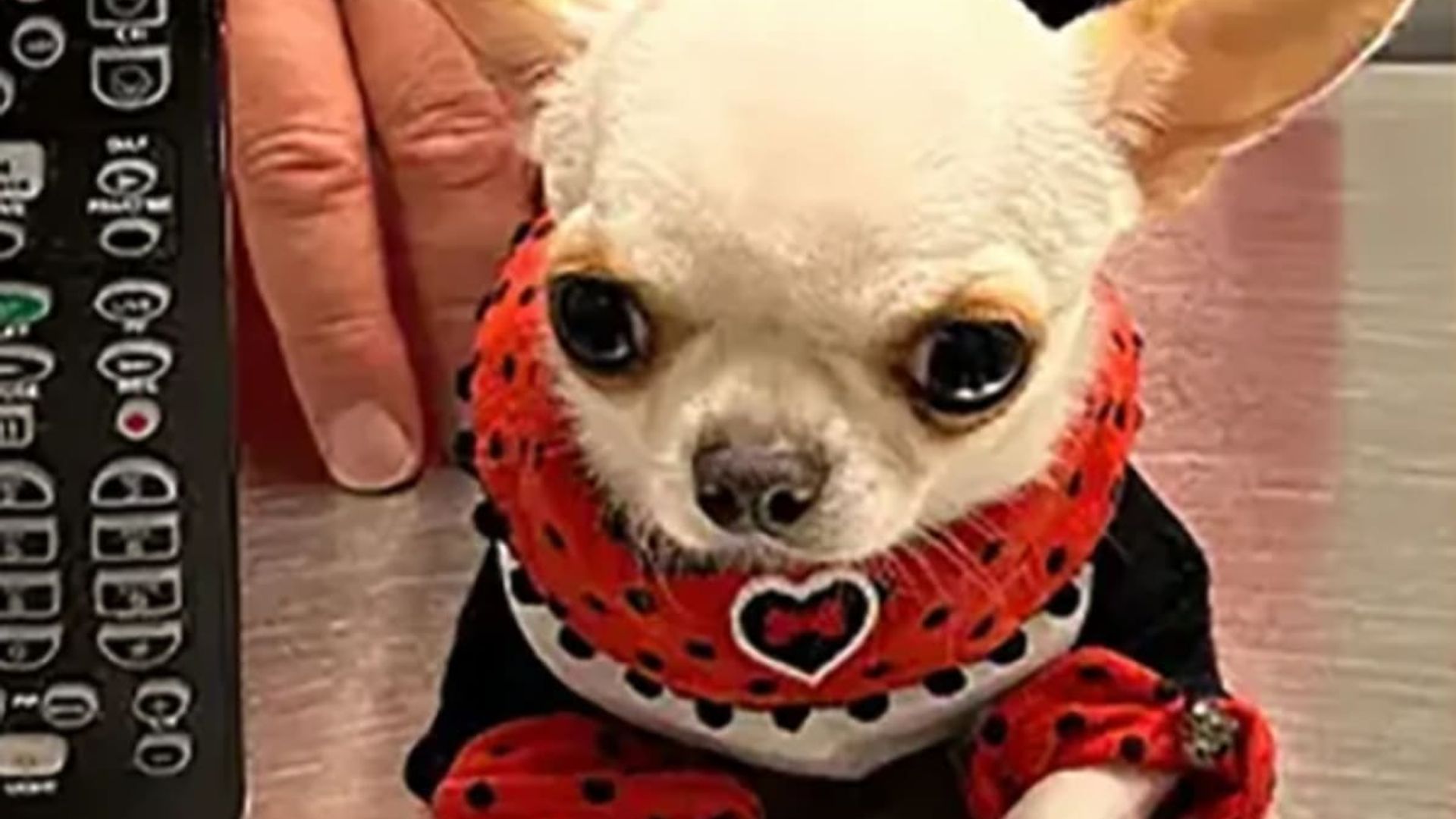 Pet of the week: This adorable chihuahua is the world’s shortest dog ...