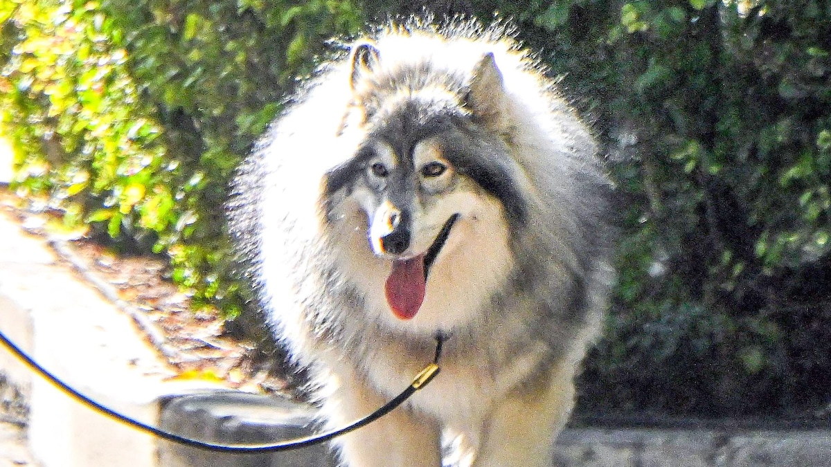 [Pet of the week] Pax Jolie's adorable furry friend: Their latest ...