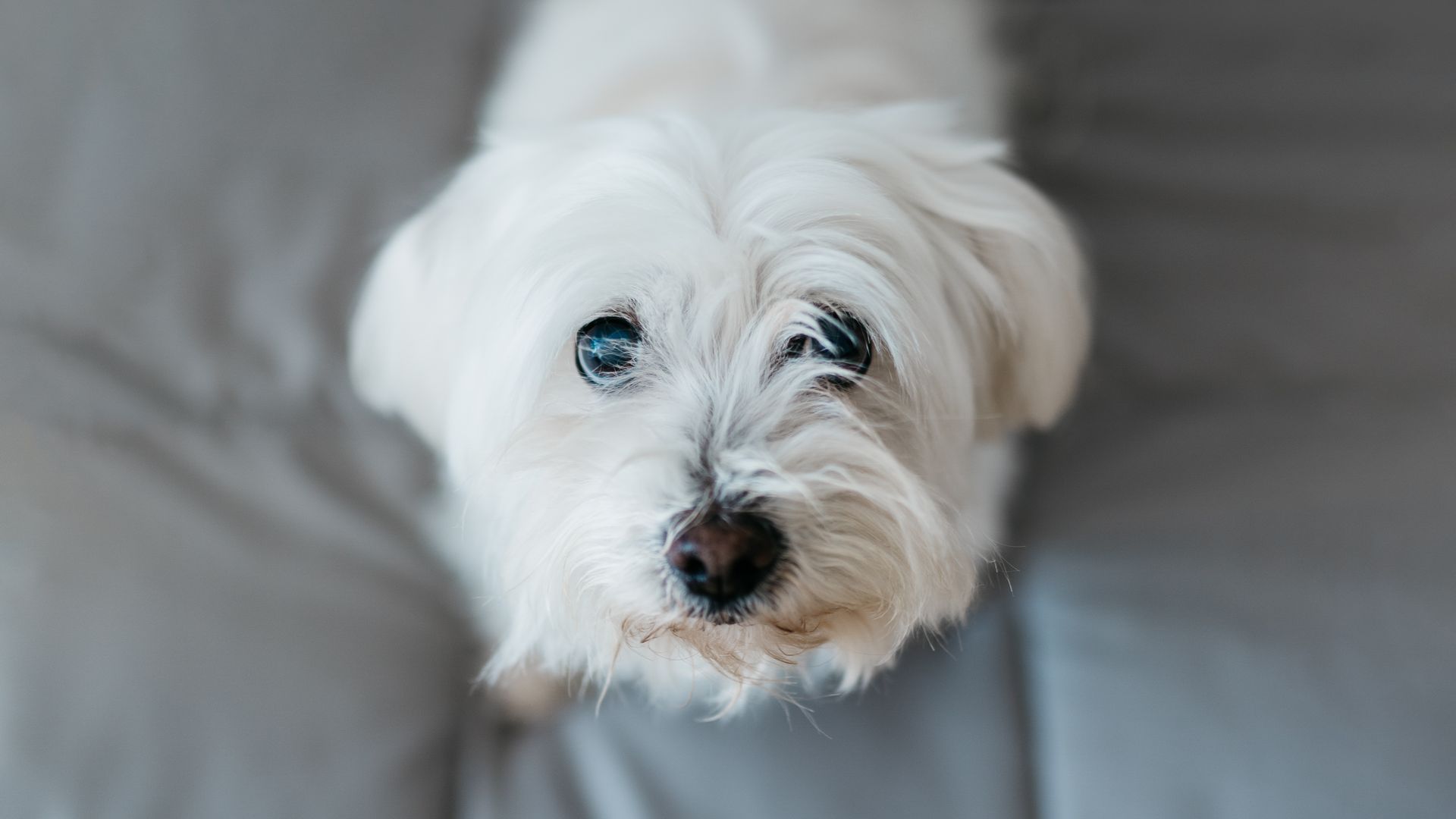 Pet of the week: Blind dog has the most wholesome reaction after ...