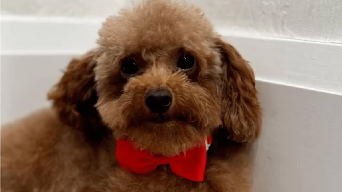 Pet of the week: Meet Abu, Lionel Messi and Antonela Roccuzzo's ...