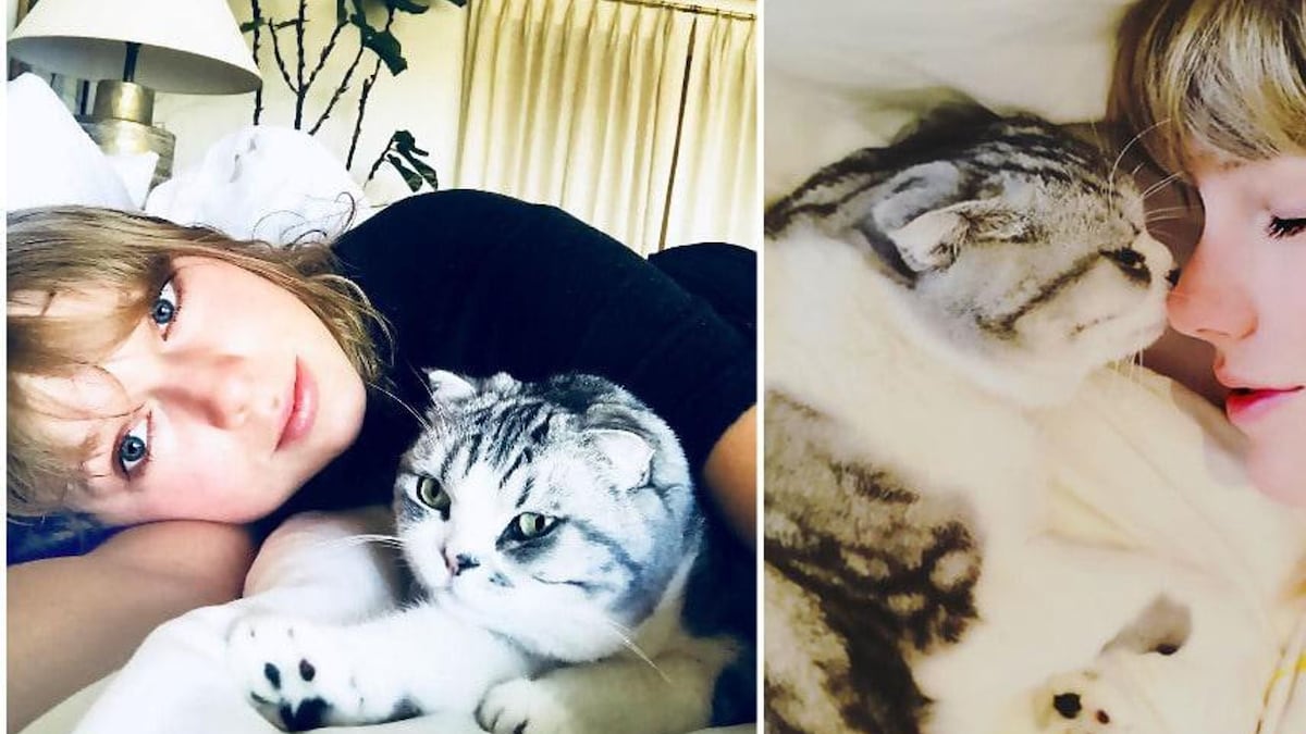 Taylor Swift is in love with Meredith, Olivia, and Benjamin