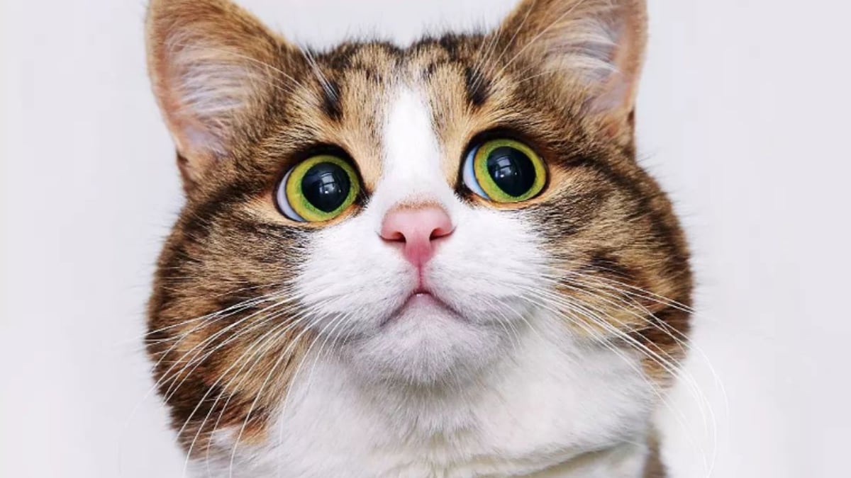 Pet of the week: Meet Rexie, the most expressive cat in the world AKA ...