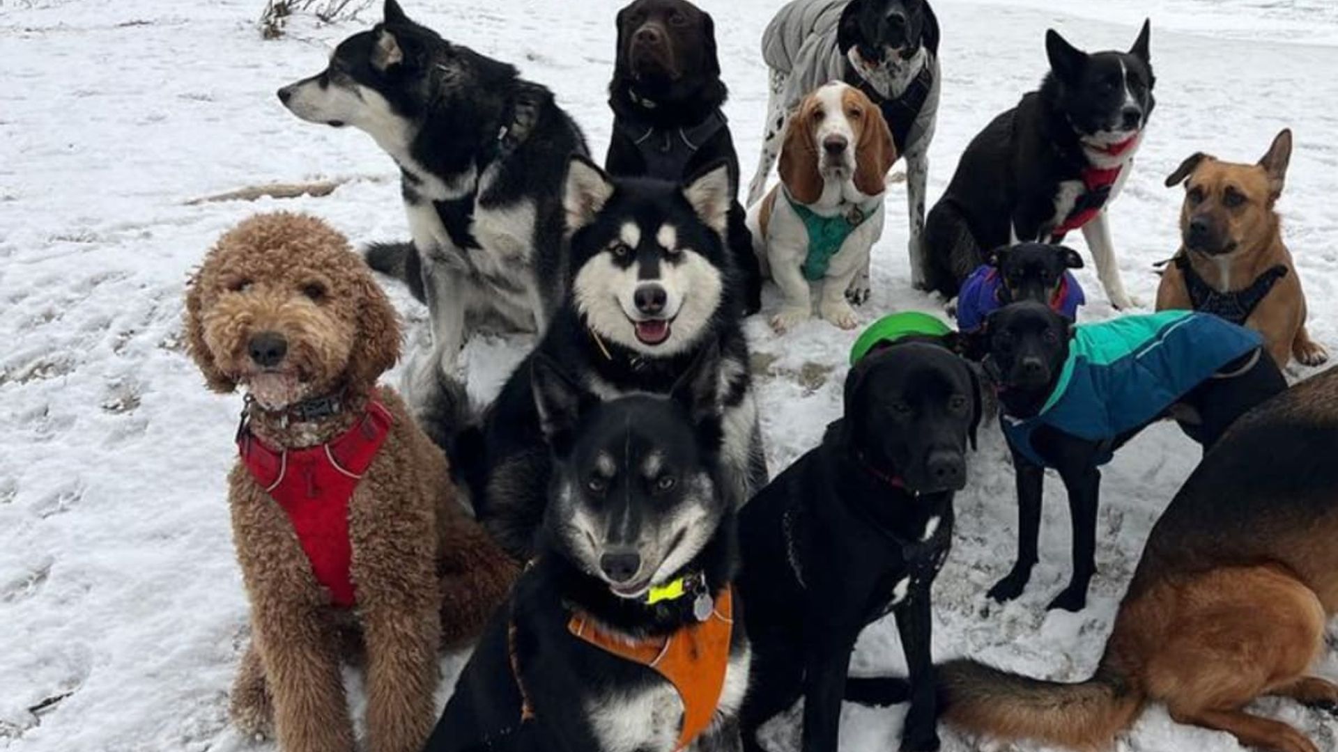 Pet of the week: These adorable dogs ride ‘puppy bus’ in Alaska and go ...