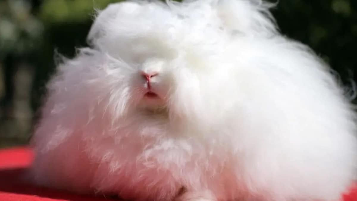 Pet of the week: Meet Franchesca, the world’s fluffiest bunny