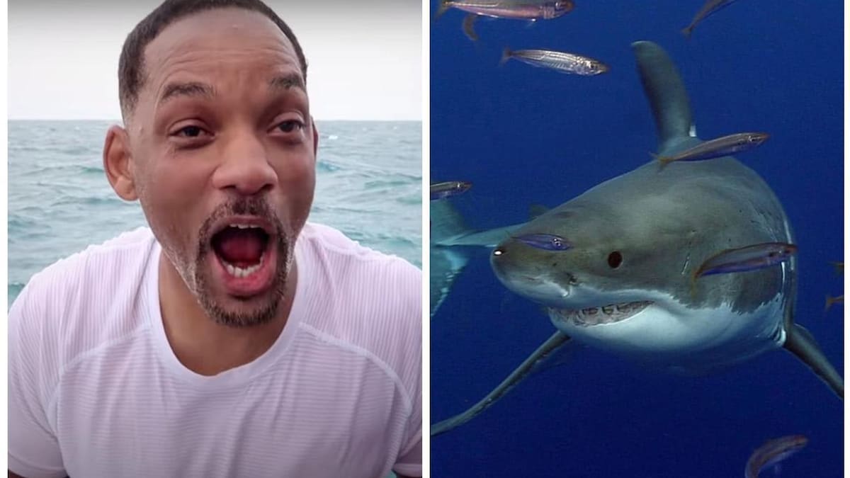 How to watch Shark Week 2020