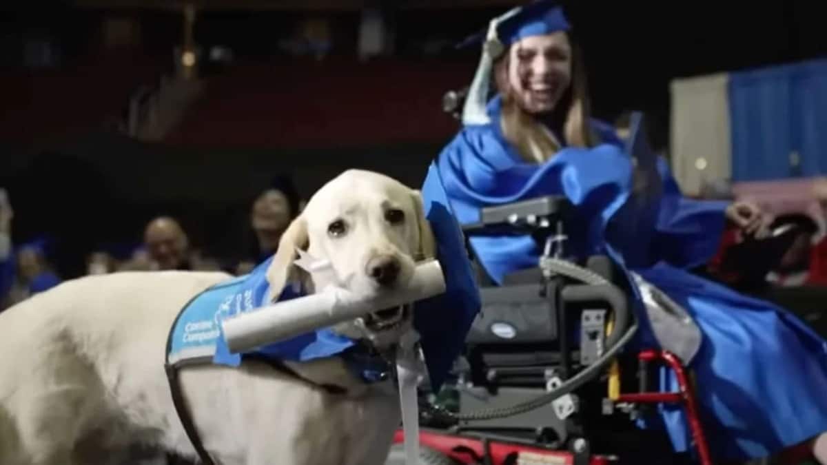 Pet of the week: This service dog received his own diploma at owner’s ...