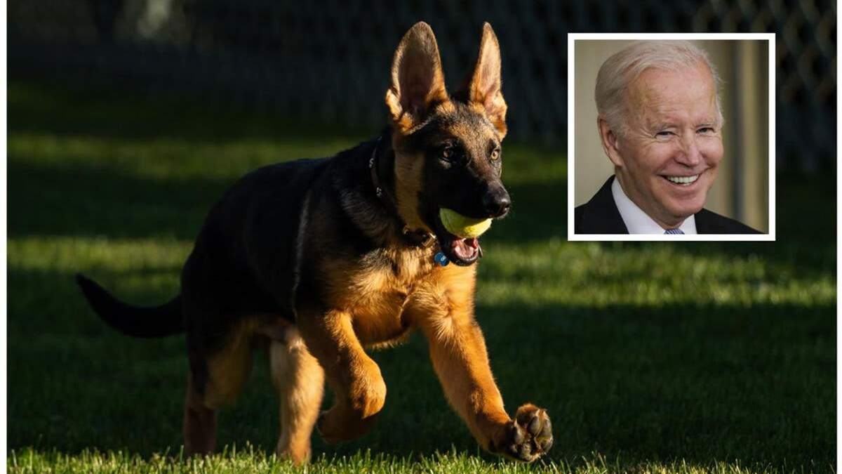 Meet Commander, the 'newest Biden' in the White House