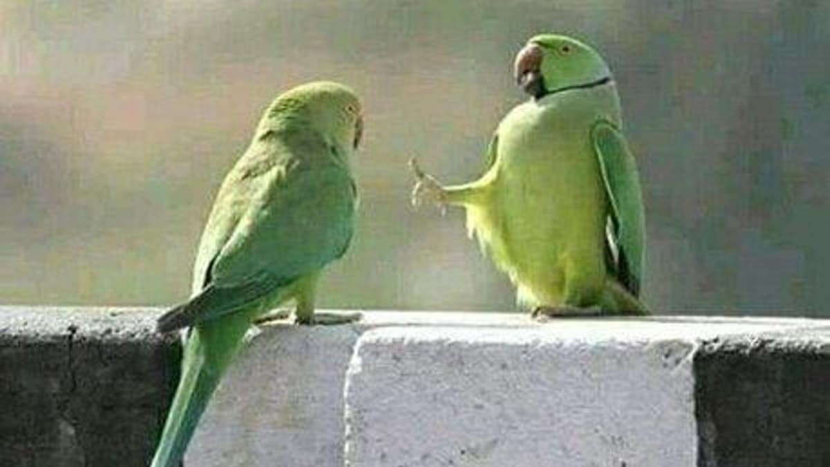 Social distancing memes to bring some joy