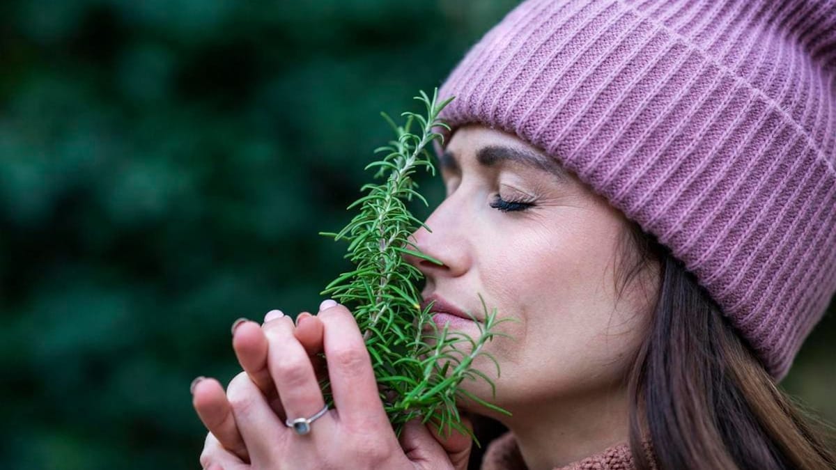 The plant that boosts memory according to Harvard