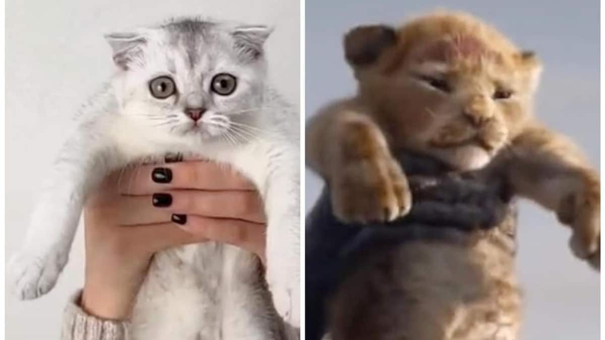 Pet of the week: Watch this adorable cat recreate iconic scene from The ...