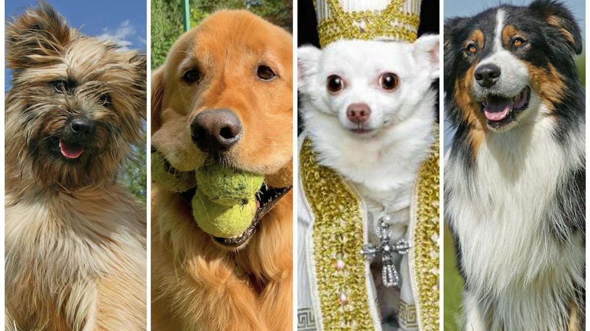 5 tips and recommendations for dog owners