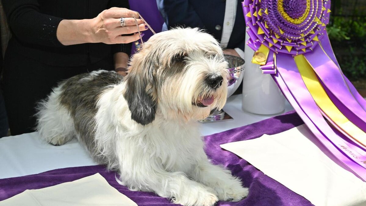 How to watch the 2024 Westminster Dog Show: Meet Buddy Holly, the ...