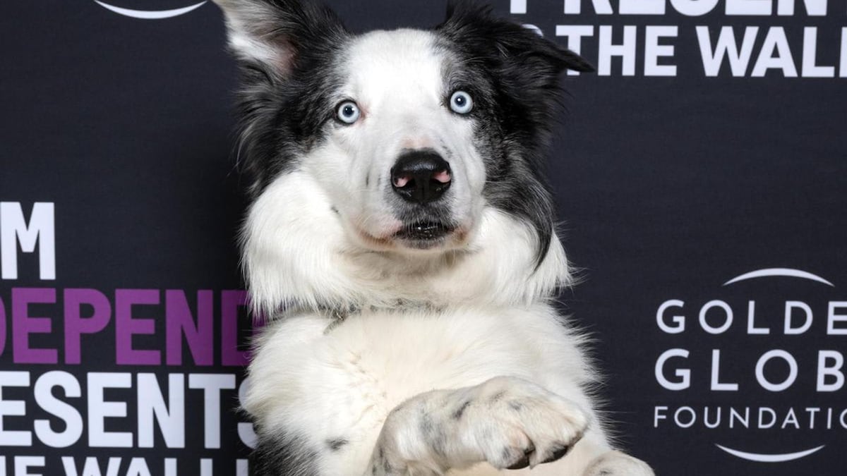 Pet of the week: Messi, the dog star who won performance of the year ...