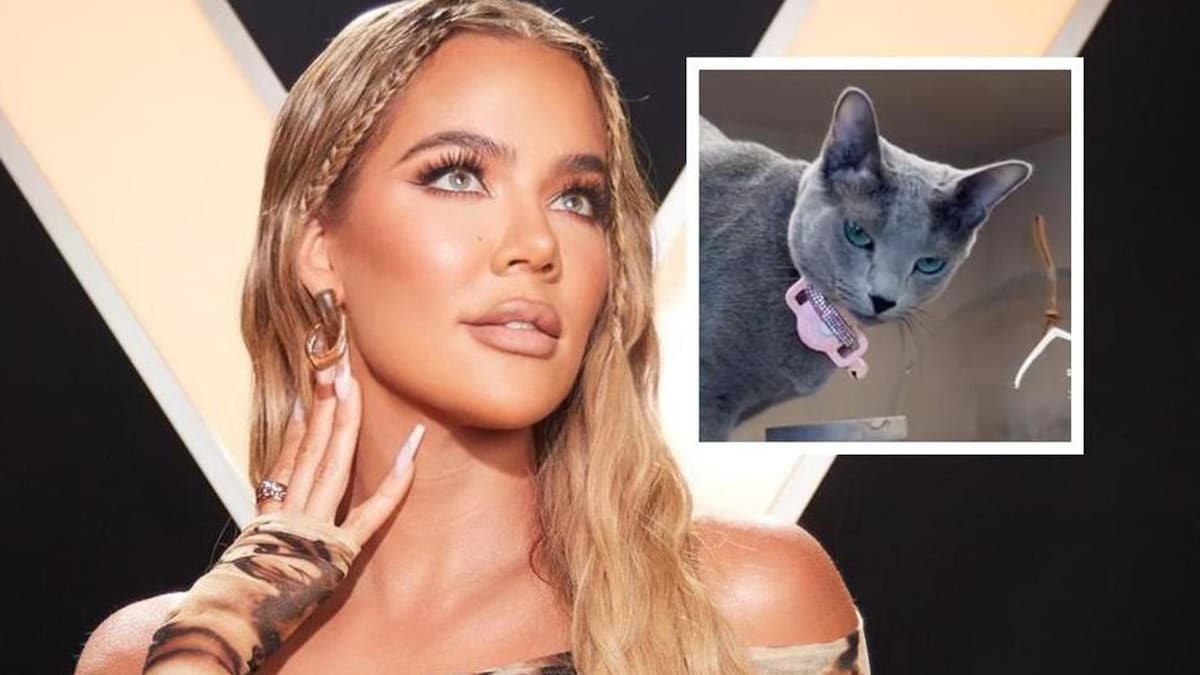 Khloé Kardashian’s adorable cat steals the show in new video: Meet Grey ...