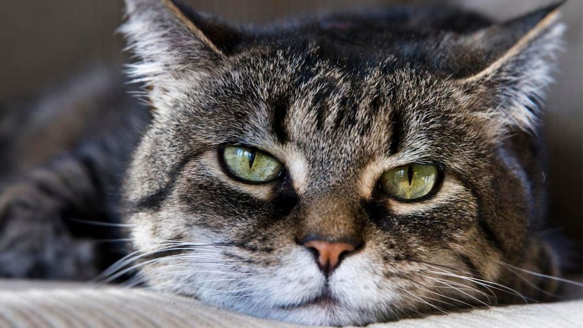 Cat behavior: Why cats knock things over and how to help them stop