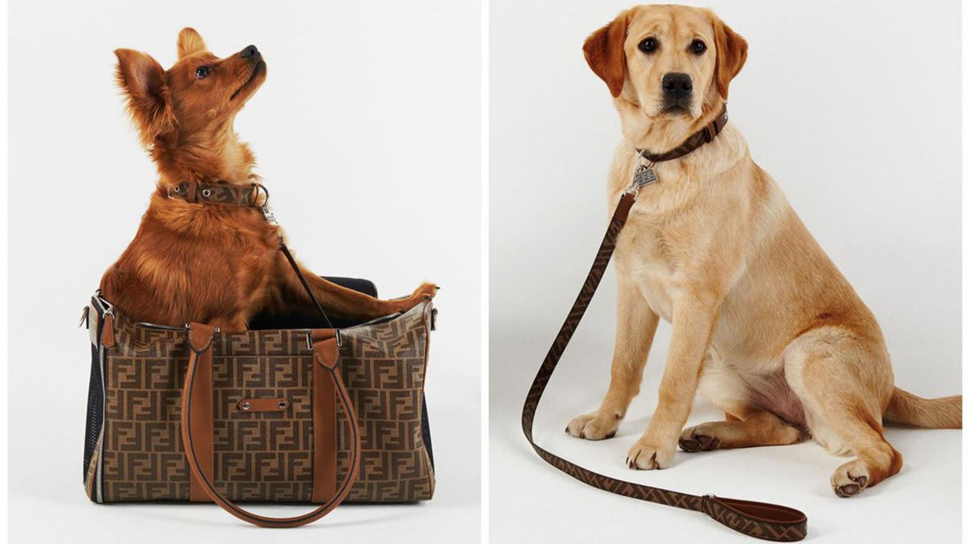 Fendi's new pet travel collection is a must-have for your stylish pup