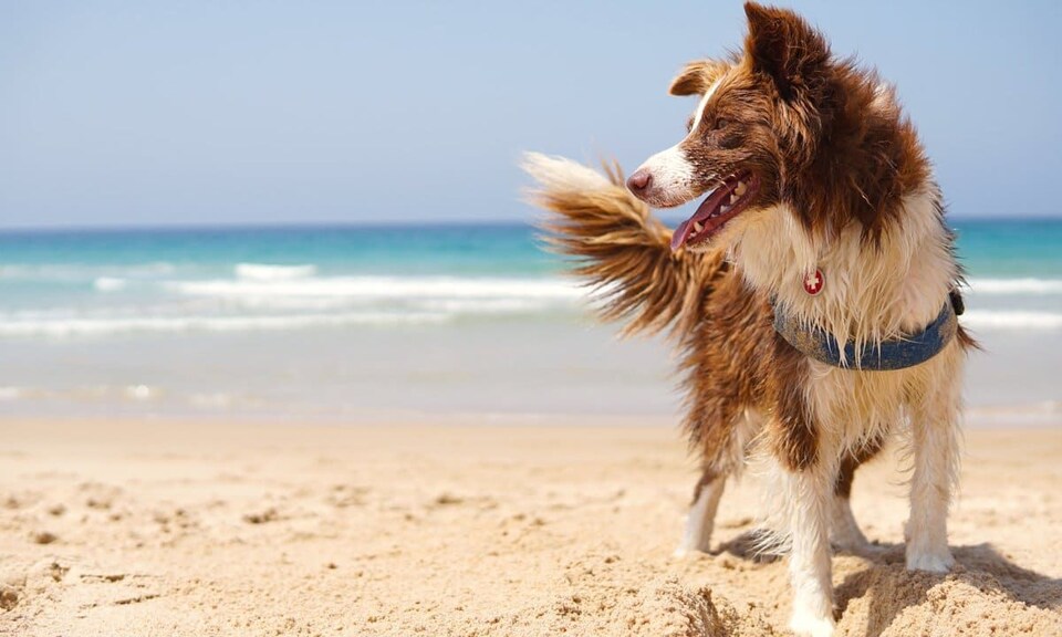 Safety tips: How to keep your pets cool during a heat wave