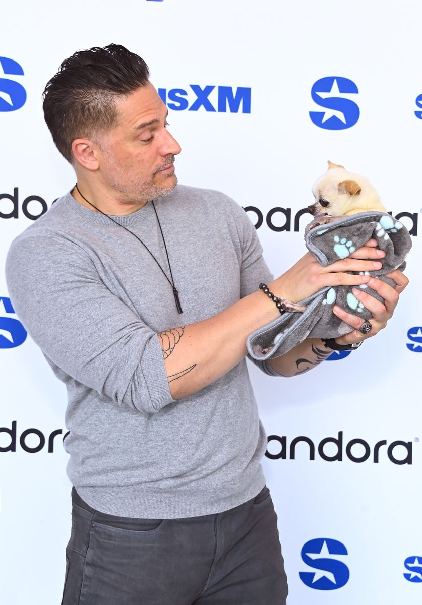 Joe Manganiello talks about Bubbles, his dog with Sofia Vergara: 'The ...