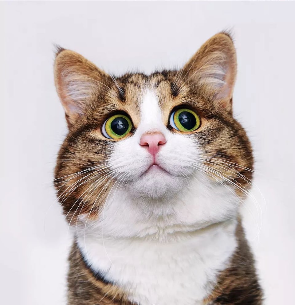 Pet of the week: Meet Rexie, the most expressive cat in the world AKA "living emoji cat"