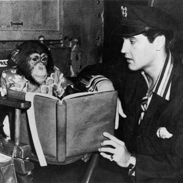 Celebrities with strange pets: From Elvis Presley’s chimpanzee to ...
