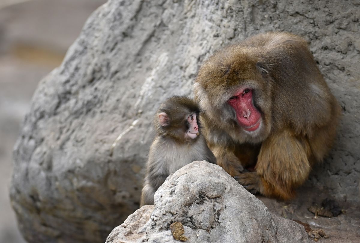 Happy ending for Punch: baby monkey rejected at birth is finally ...