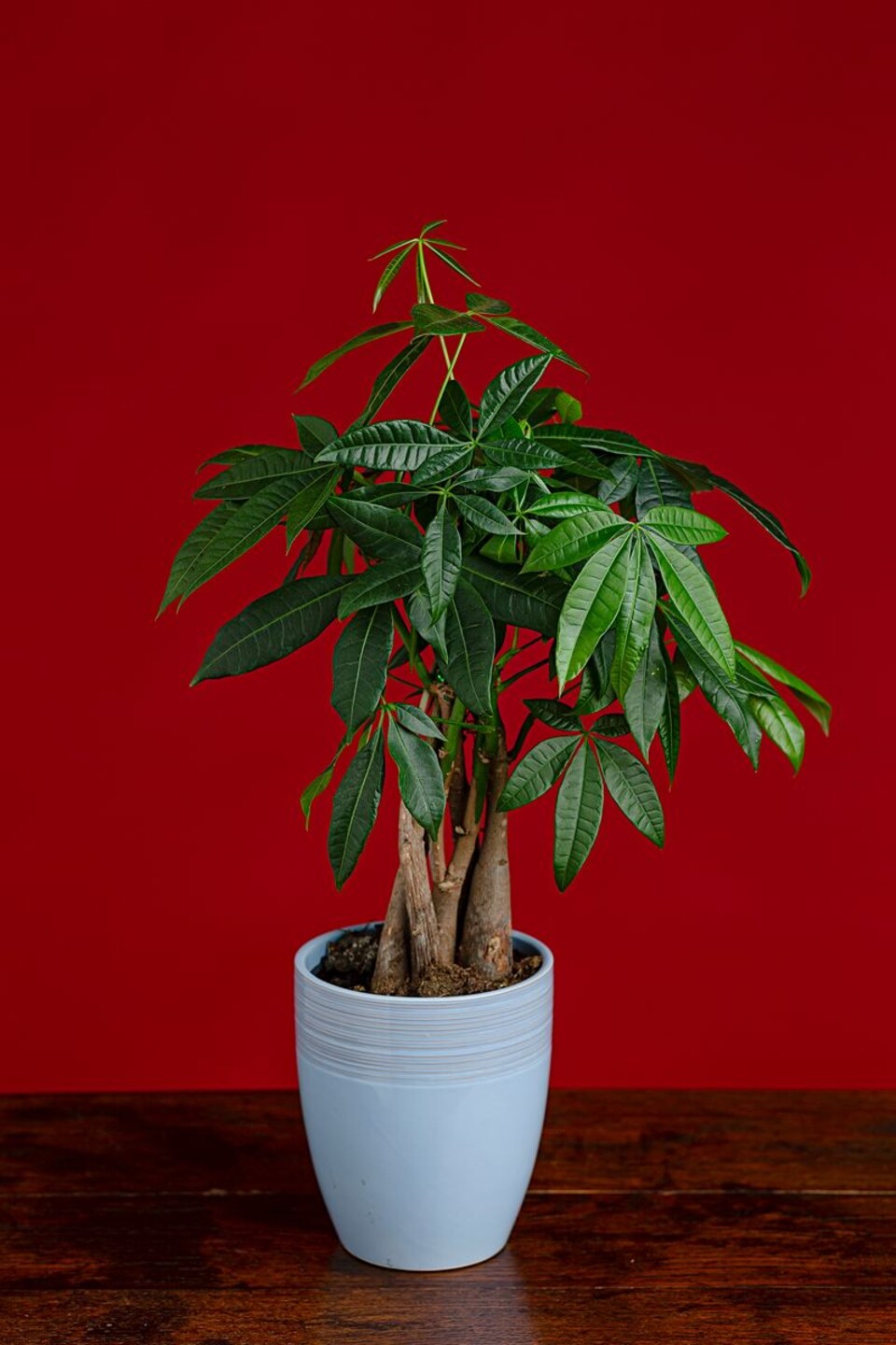 Top 9 plants believed to attract wealth and prosperity into your home