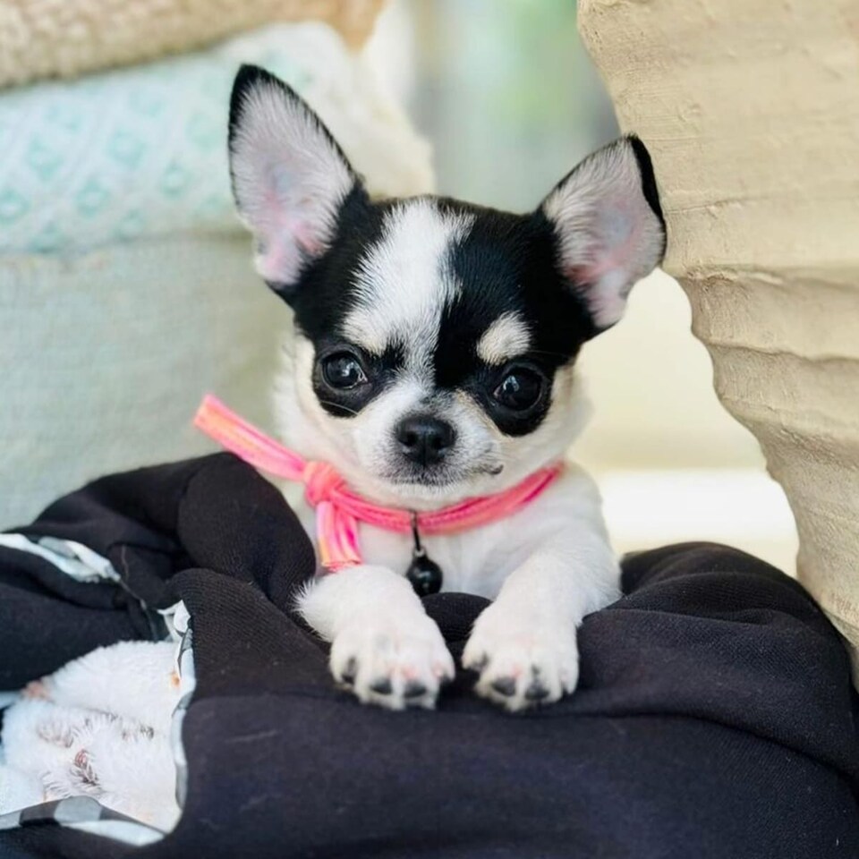 Sofia Vergara introduces her new puppy Amore, after giving full custody ...